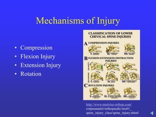 lecture 8 spine and spinal cord injuries.pdf