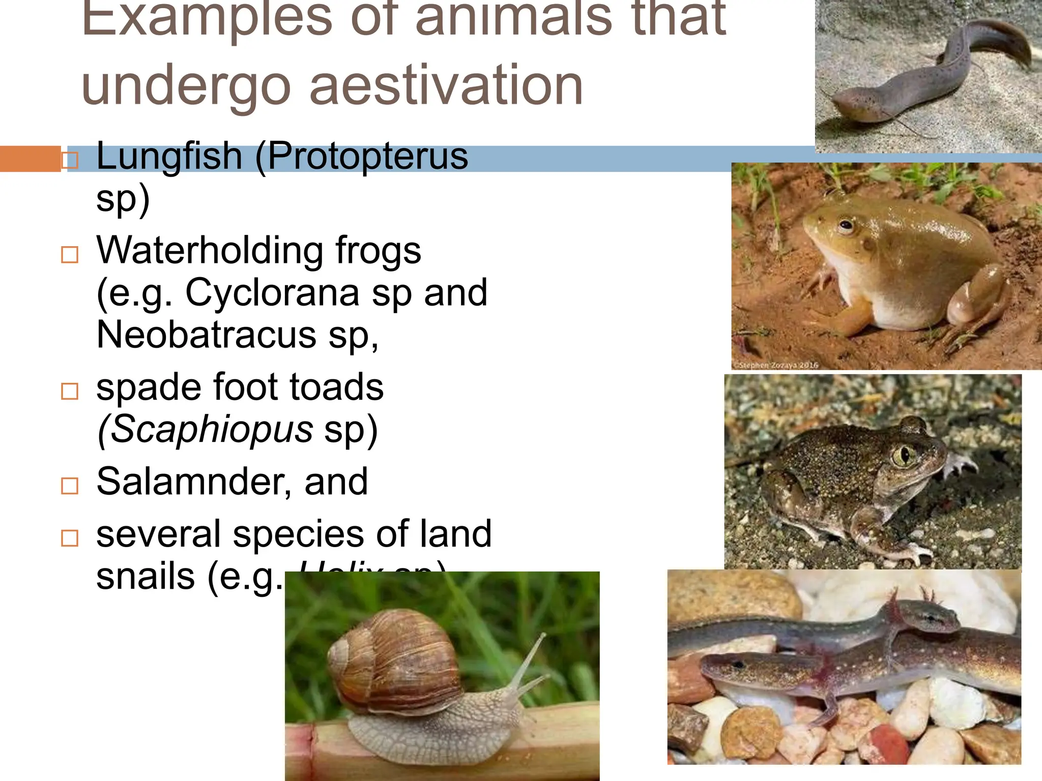 Lecture 8 Survftxfhgjhghgxsival strategies.pptx