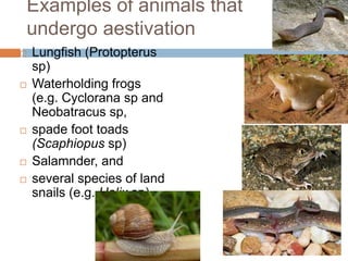 Lecture 8 Survftxfhgjhghgxsival strategies.pptx