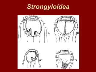 Lecture 8 syngamus, hook worms | PPT