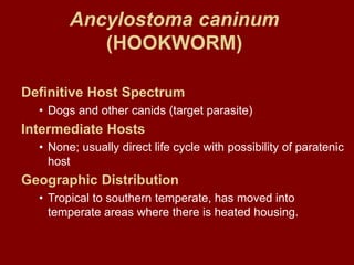Lecture 8 syngamus, hook worms | PPT