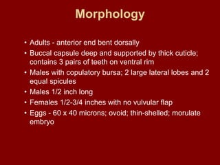 Lecture 8 syngamus, hook worms | PPT