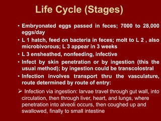 Lecture 8 syngamus, hook worms | PPT