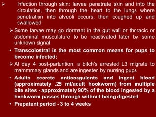 Lecture 8 syngamus, hook worms | PPT