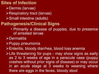 Lecture 8 syngamus, hook worms | PPT