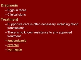 Lecture 8 syngamus, hook worms | PPT