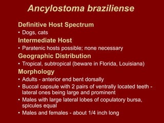 Lecture 8 syngamus, hook worms | PPT