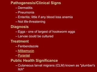 Lecture 8 syngamus, hook worms | PPT