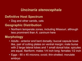 Lecture 8 syngamus, hook worms | PPT