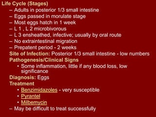 Lecture 8 syngamus, hook worms | PPT