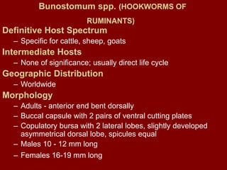 Lecture 8 syngamus, hook worms | PPT