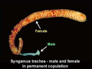 Lecture 8 syngamus, hook worms | PPT