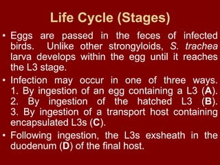 Lecture 8 syngamus, hook worms | PPT