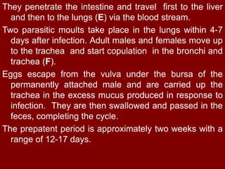 Lecture 8 syngamus, hook worms | PPT