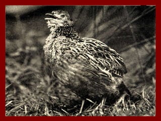 Lecture 8 syngamus, hook worms | PPT