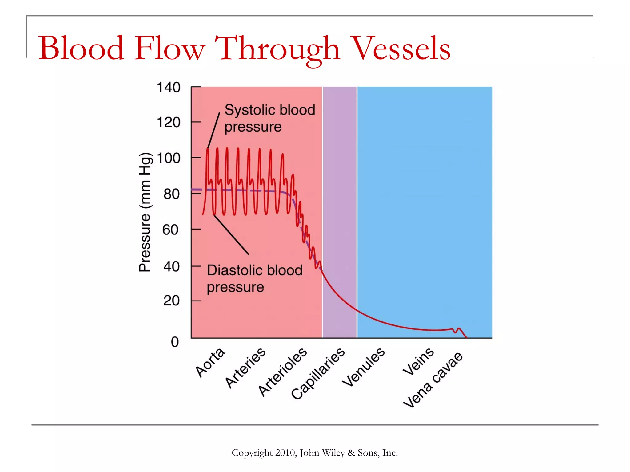 Lecture 8 the cardiovascular system blood vessels and circulation | PPT