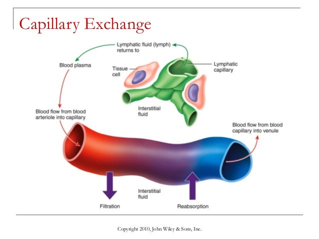 Lecture 8 the cardiovascular system blood vessels and circulation