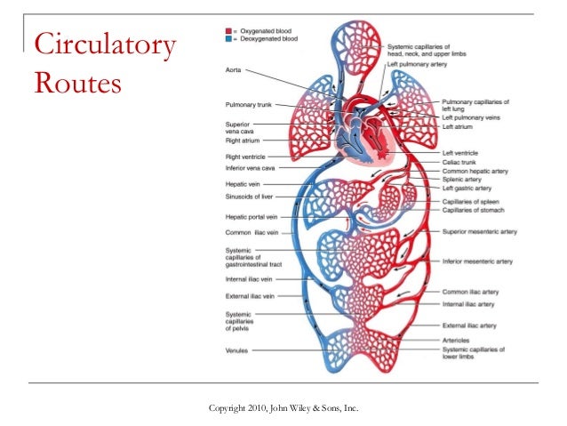 Lecture 8 the cardiovascular system blood vessels and circulation