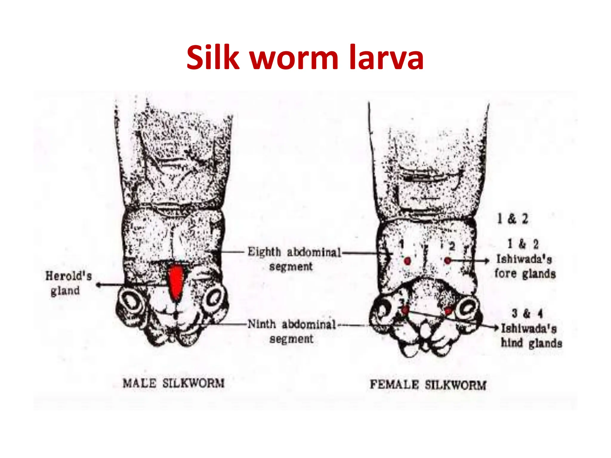 Lecture 8 Types of silk worm.pptx