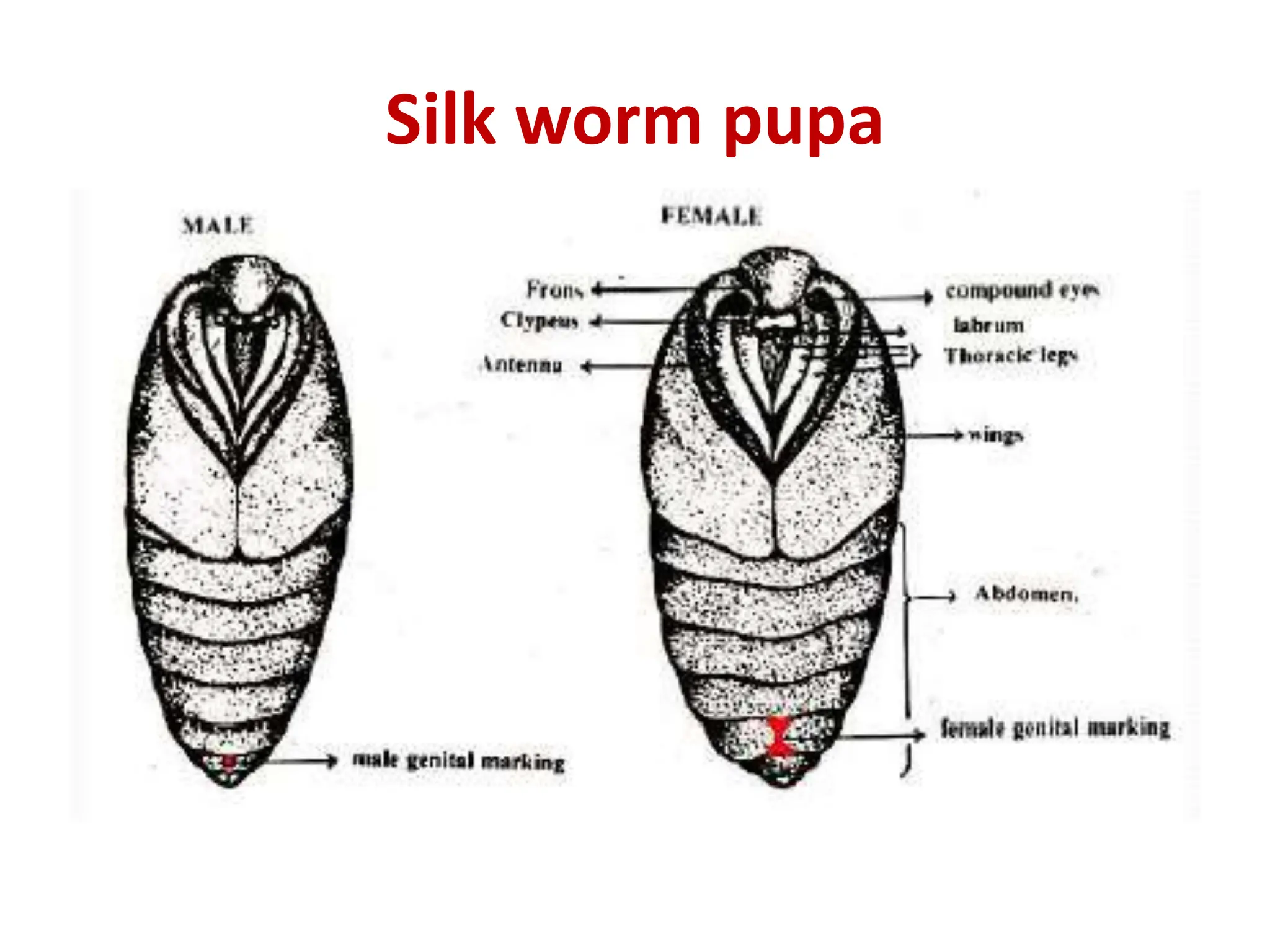 Lecture 8 Types of silk worm.pptx