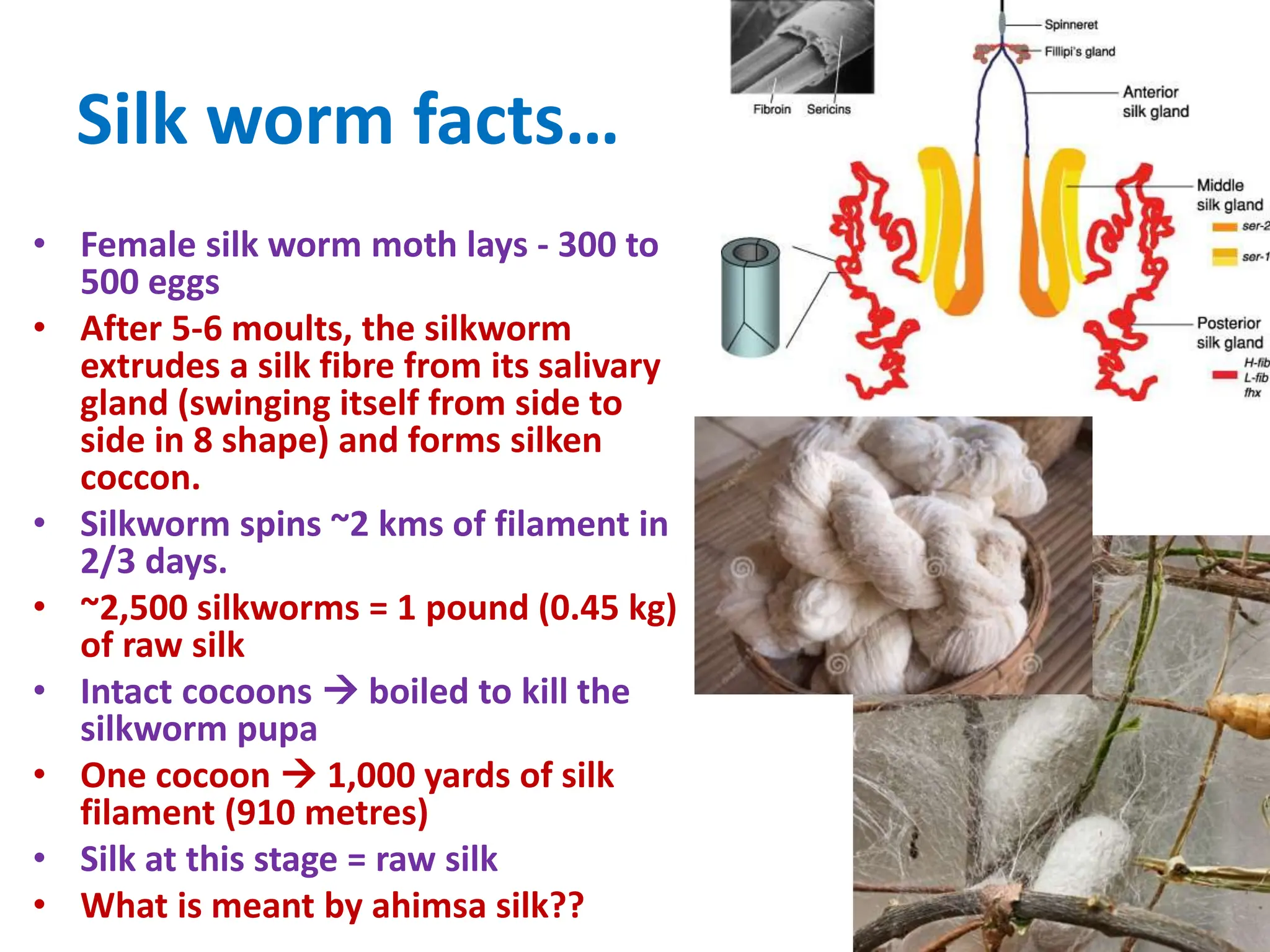 Lecture 8 Types of silk worm.pptx