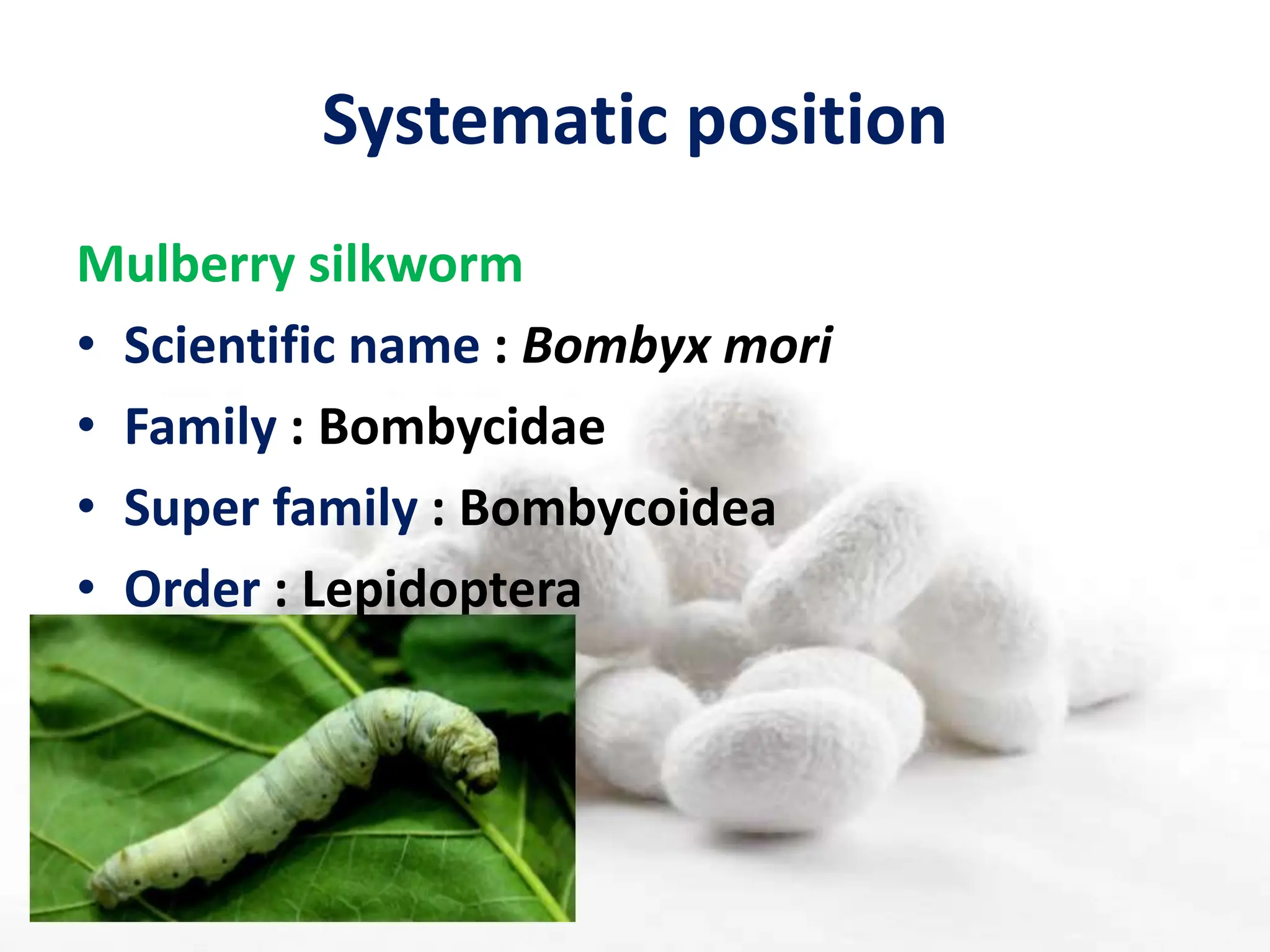 Lecture 8 Types of silk worm.pptx