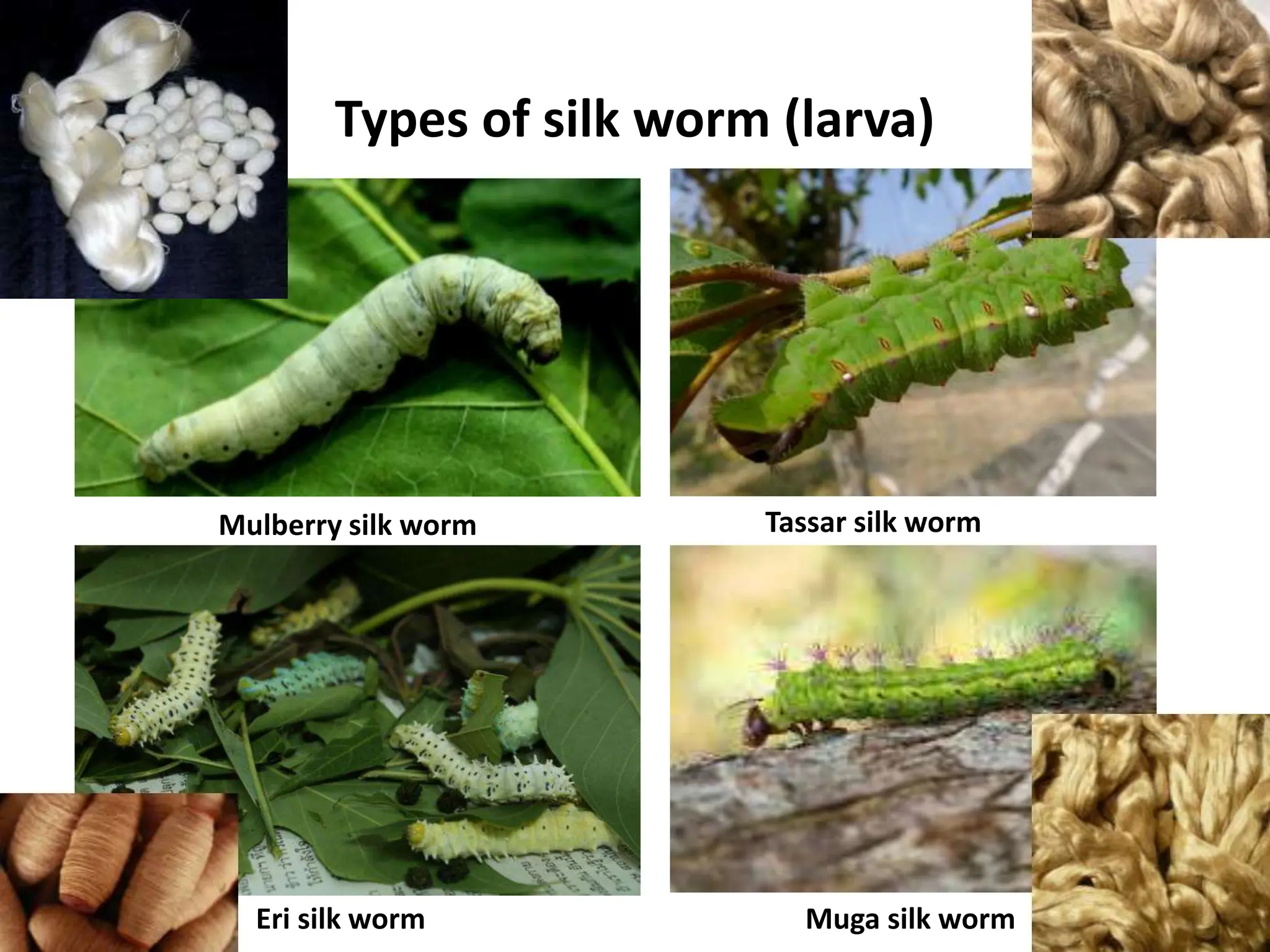 Lecture 8 Types of silk worm.pptx
