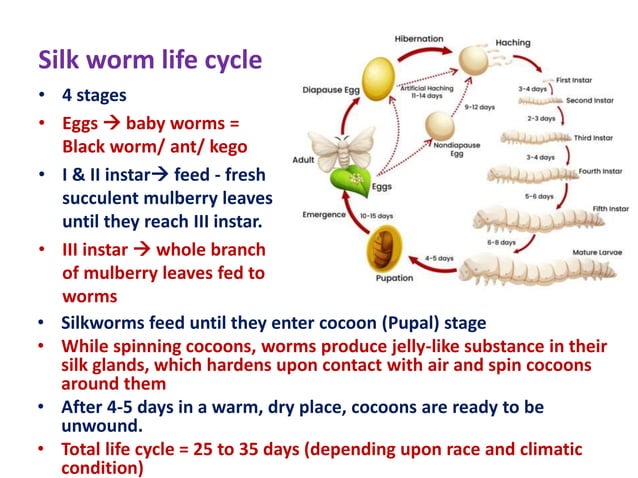 Lecture 8 Types of silk worm.pptx