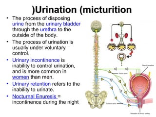 urinary system | PPT