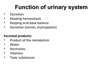 urinary system | PPT