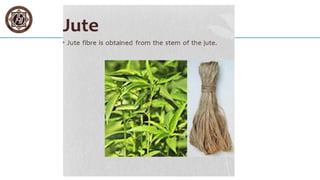 overview of jute fiber, properties and application | PPT