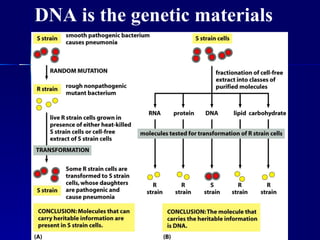 Lecture 9 10 dna-genes_chromosomes | PPT