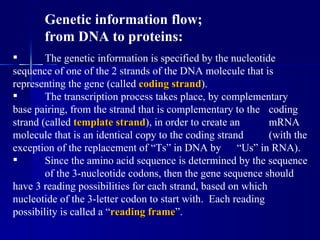 Lecture 9 10 dna-genes_chromosomes | PPT | Chemistry | Science