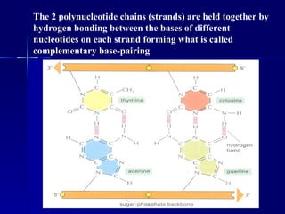 Lecture 9 10 dna-genes_chromosomes | PPT | Chemistry | Science