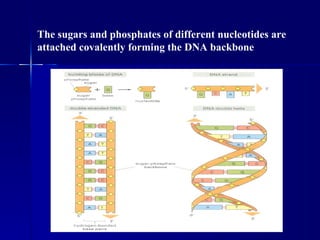 Lecture 9 10 dna-genes_chromosomes | PPT | Chemistry | Science