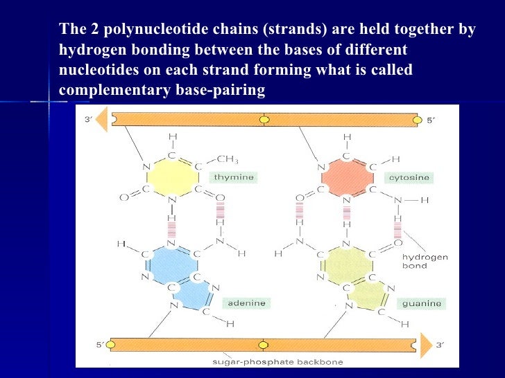 Polynucleotide Strand