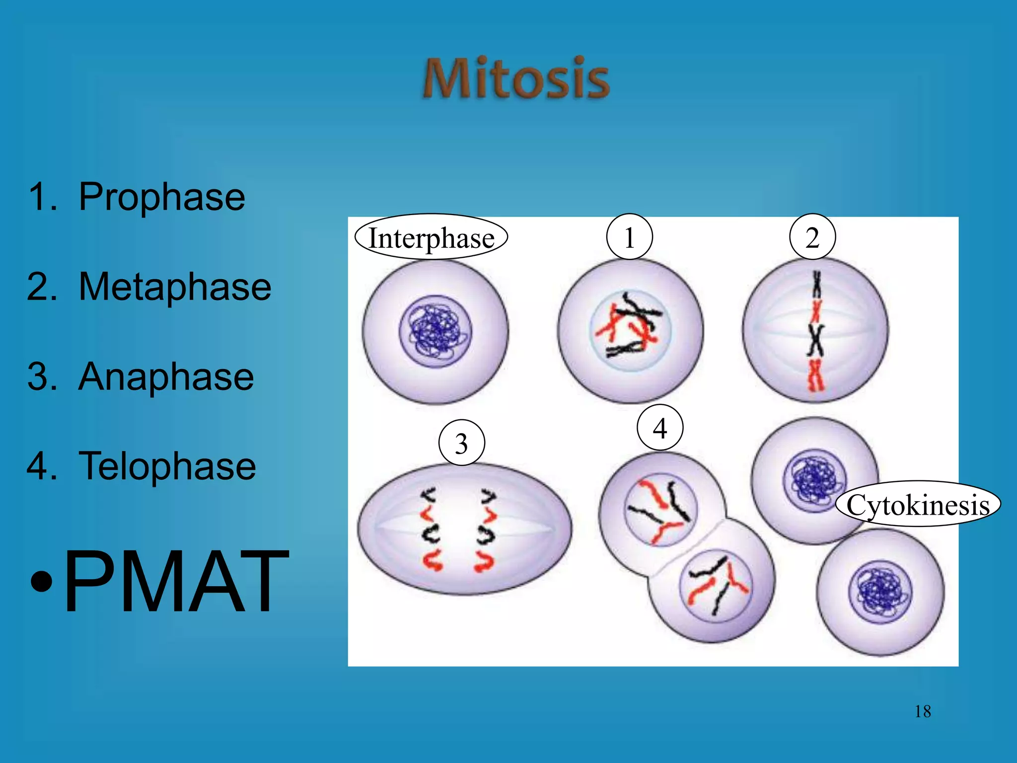 Mitosis and Cell Cycle Control (Cell Biology).ppt