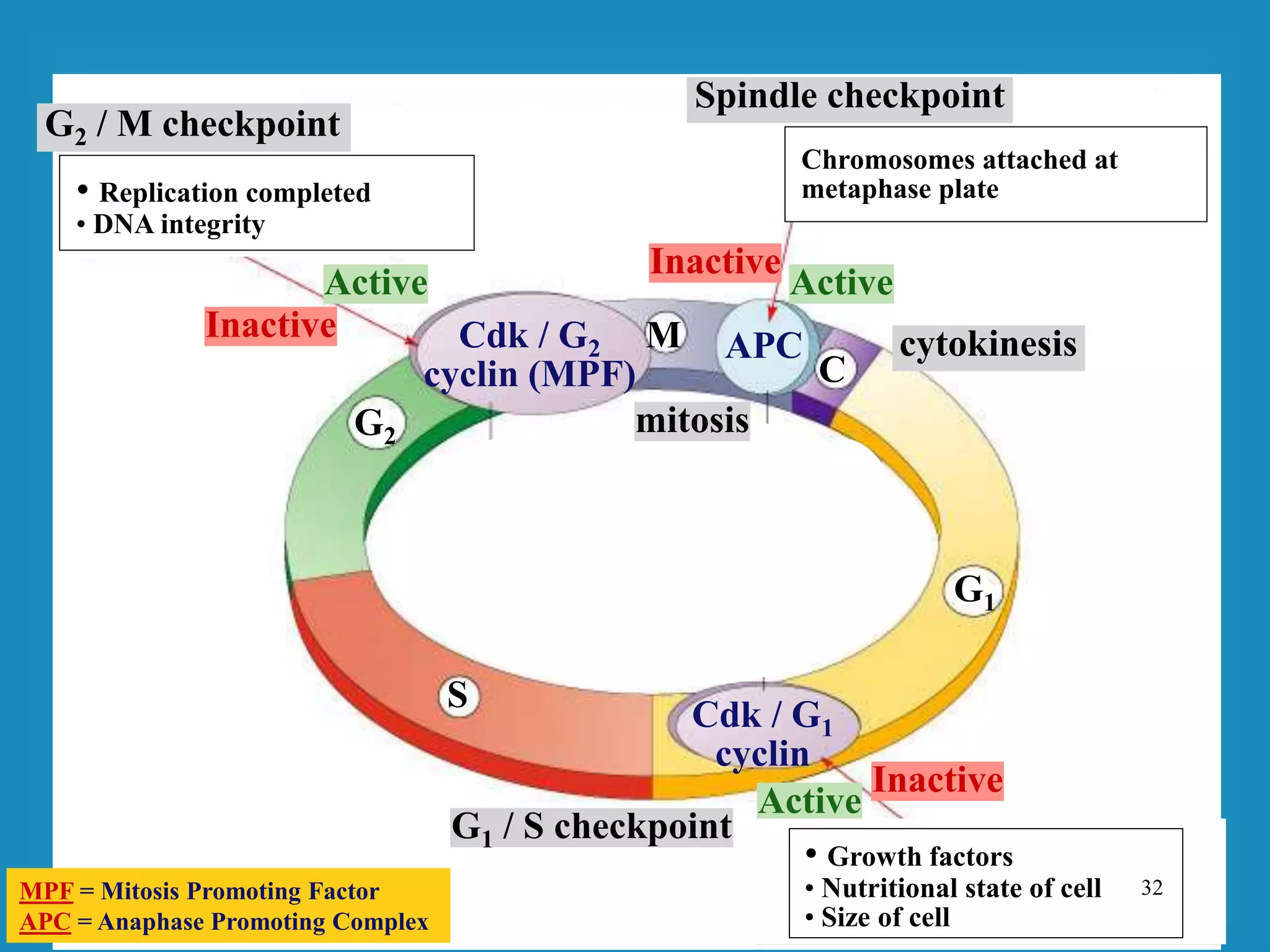 Mitosis and Cell Cycle Control (Cell Biology).ppt