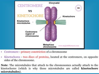 Mitosis and Cell Cycle Control (Cell Biology).ppt