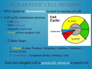 Mitosis and Cell Cycle Control (Cell Biology).ppt