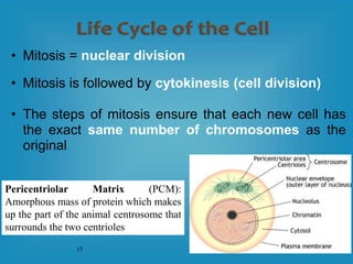 Mitosis and Cell Cycle Control (Cell Biology).ppt