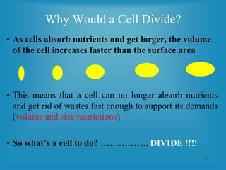 Mitosis and Cell Cycle Control (Cell Biology).ppt