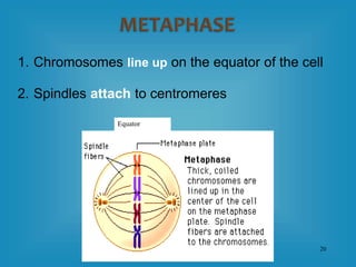Mitosis and Cell Cycle Control (Cell Biology).ppt