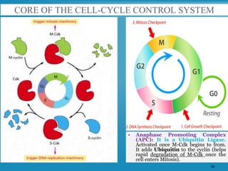 Mitosis and Cell Cycle Control (Cell Biology).ppt