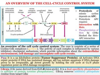Mitosis and Cell Cycle Control (Cell Biology).ppt