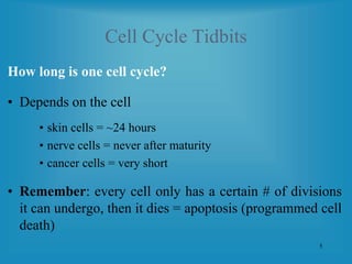 Mitosis and Cell Cycle Control (Cell Biology).ppt