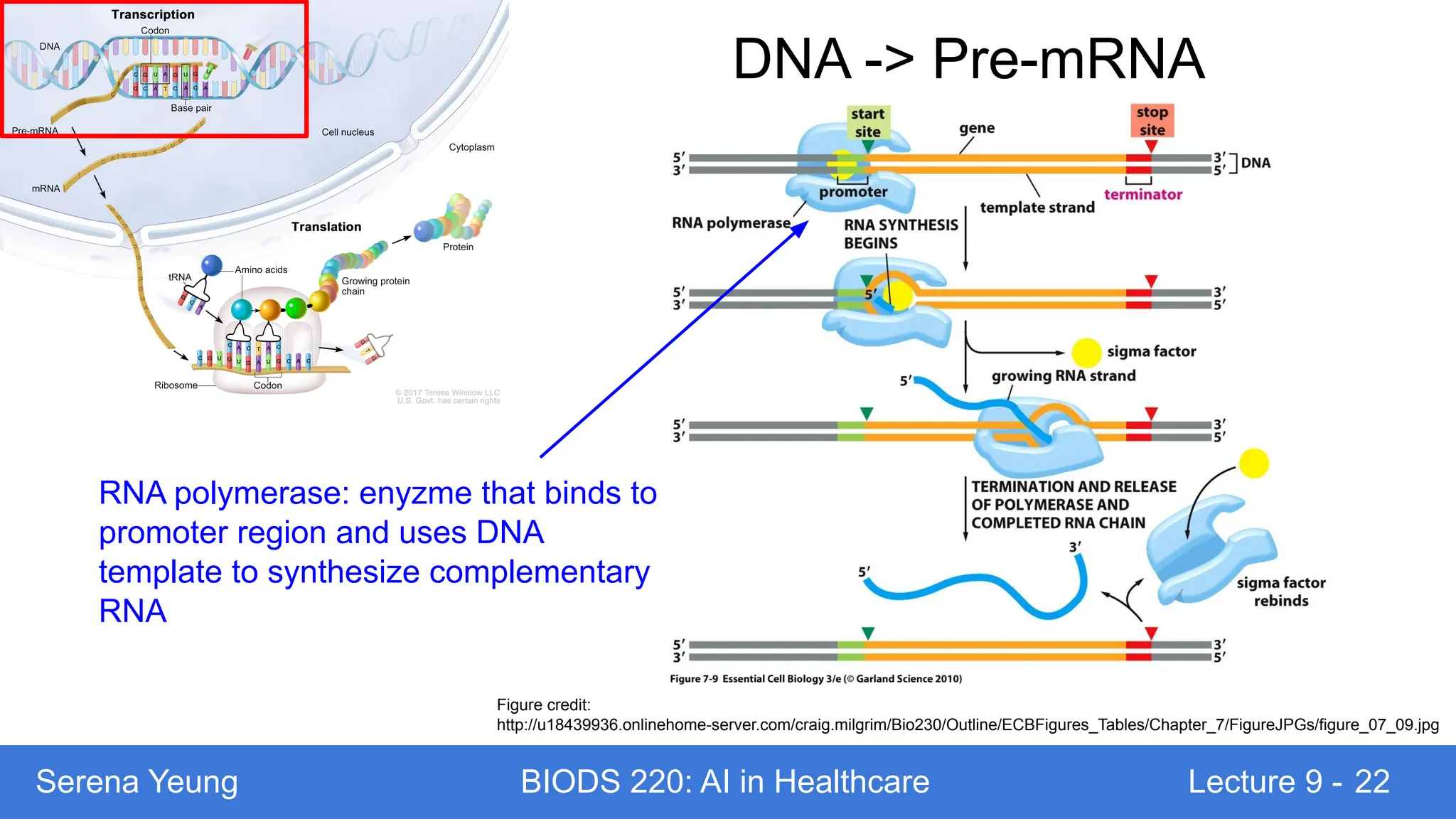 Introduction to Genomics lecture note.pdf