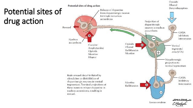 Lect. 9 Brain Reward Circuit and Drugs of Abuse