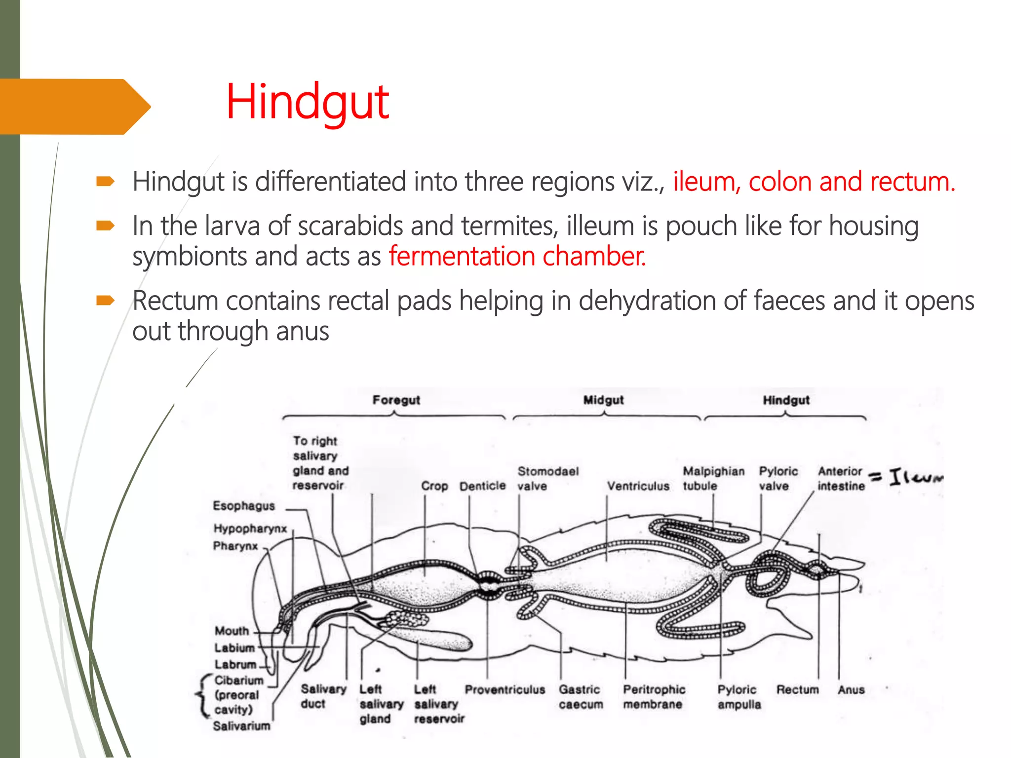 Insect digestive system | PPTX