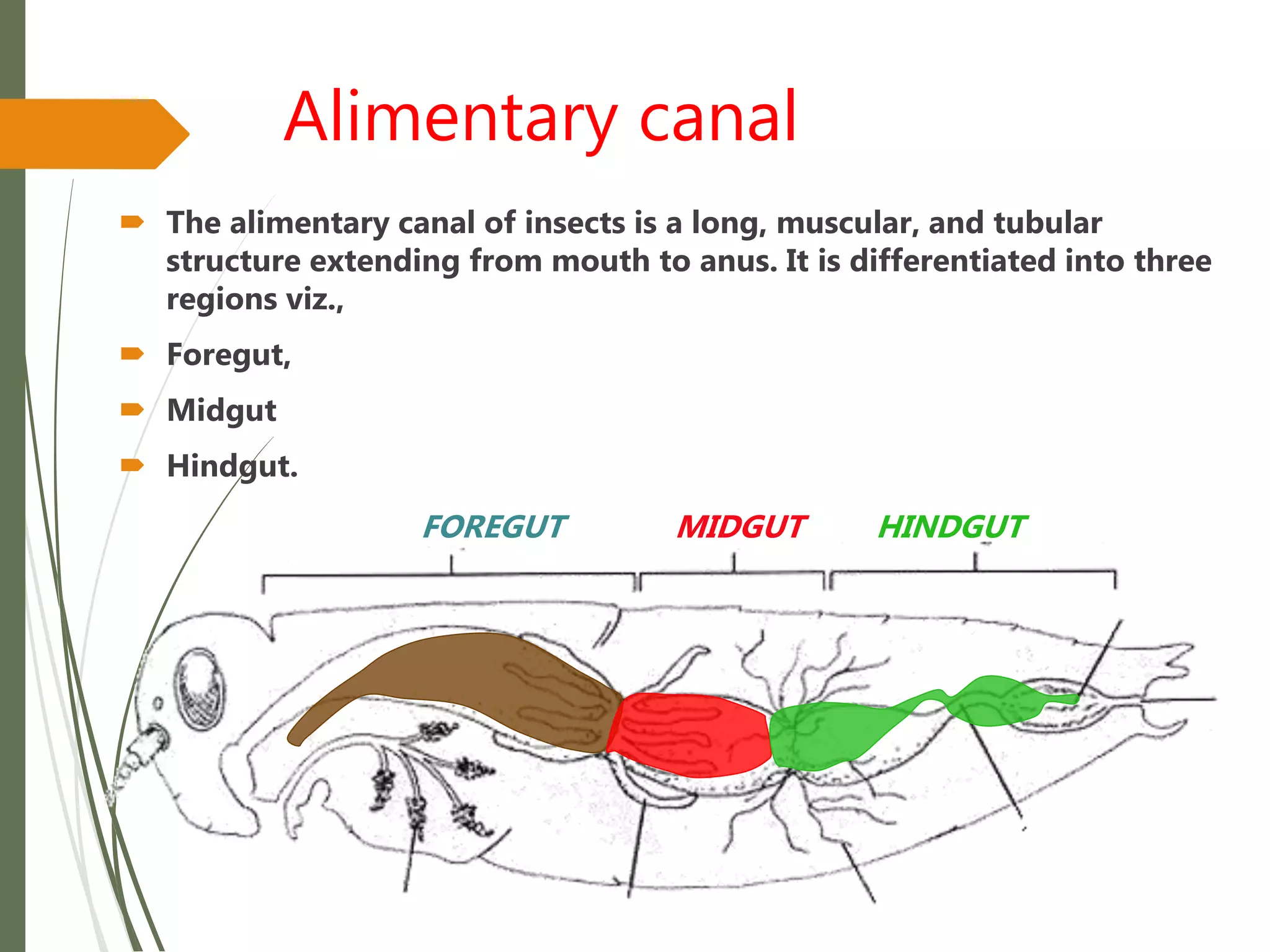 Insect digestive system | PPTX